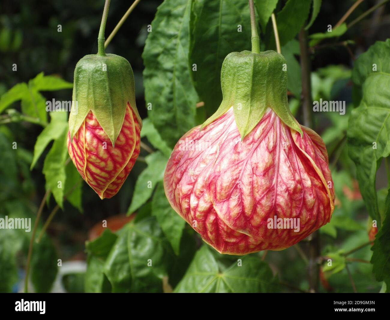 Hybrid abutilon hi-res stock photography and images - Alamy