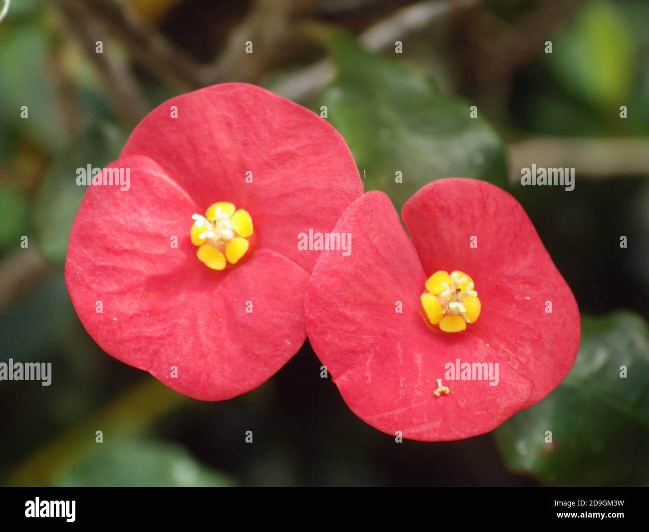 Closeup shot of a crown of thorns flower Stock Photo - Alamy