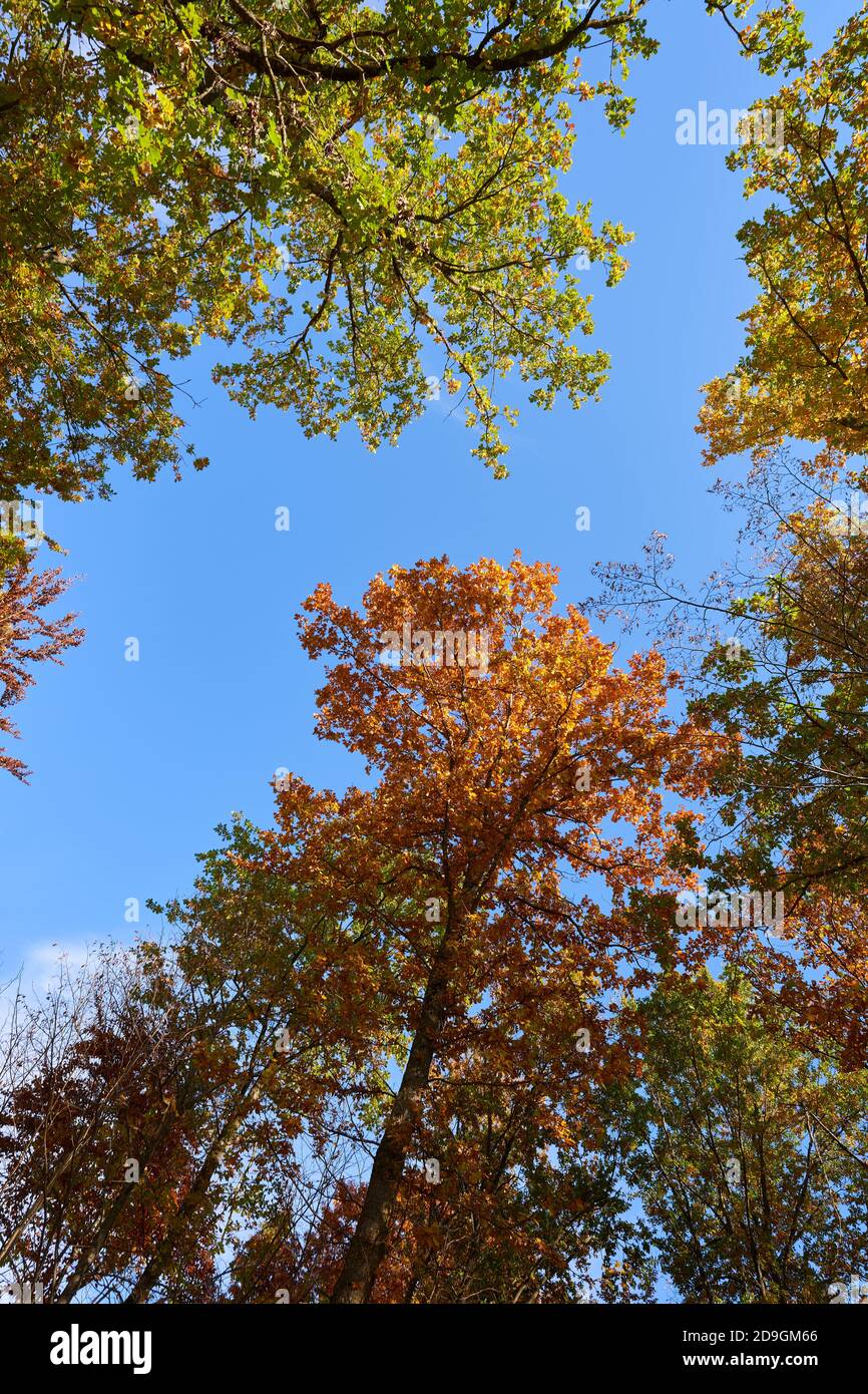 Vertical low angle shot of tall autumn leaves under the sunlight Stock ...