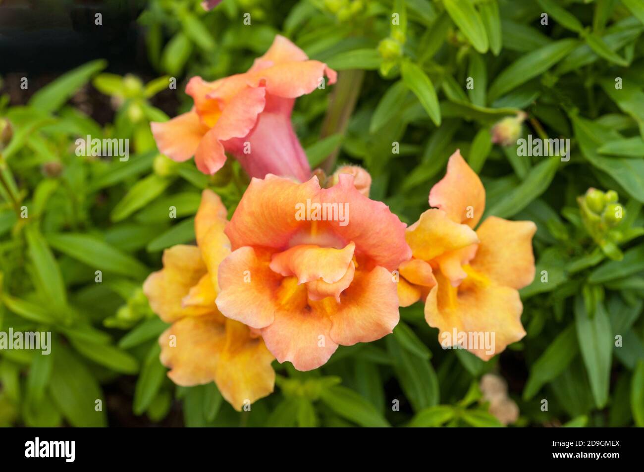 Close up of Antirrhinum Twinny a double flowered dwarf compact plant ...