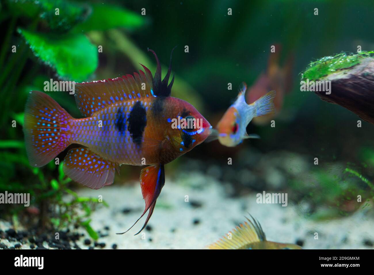 German blue ram, Mikrogeophagus ramirezi Stock Photo - Alamy