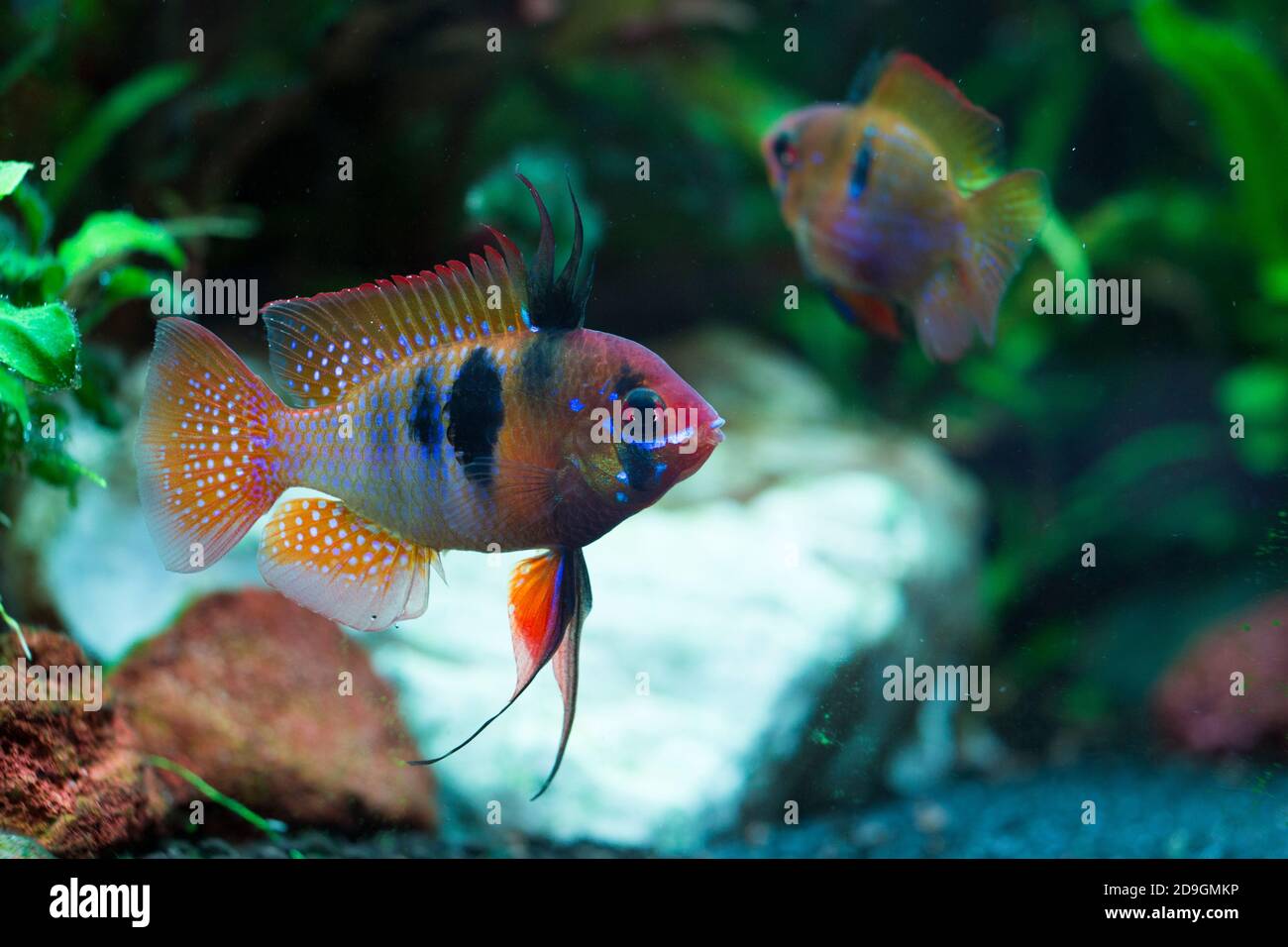 German blue ram, Mikrogeophagus ramirezi Stock Photo - Alamy