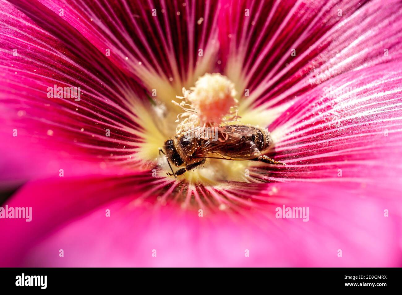 Honey bee collecting pollen from flower head Stock Photo - Alamy