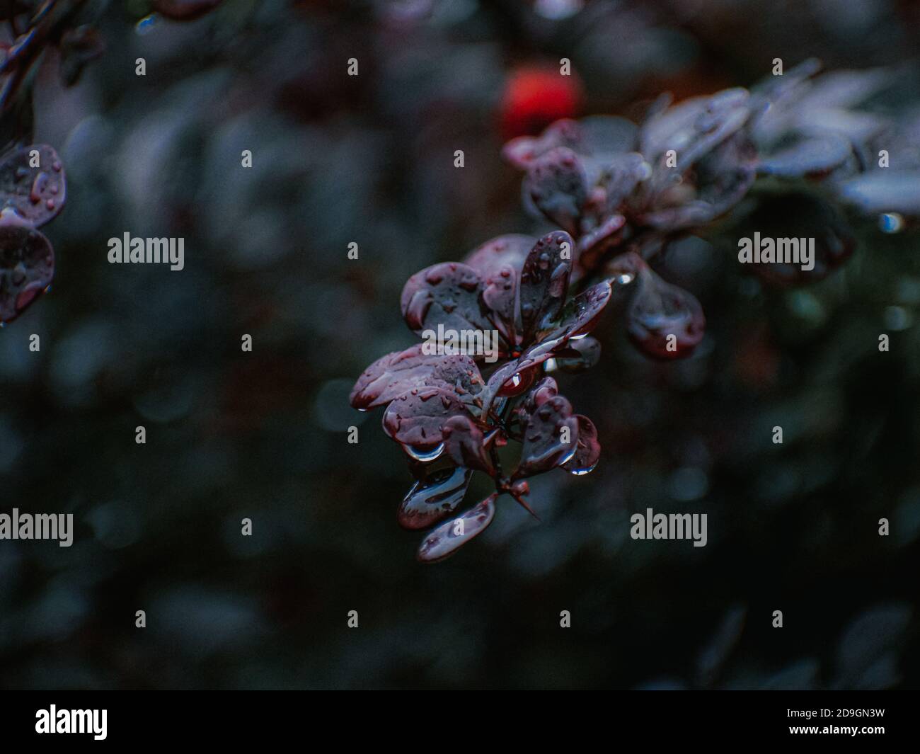 Selective focus shot barberry hi-res stock photography and images - Alamy