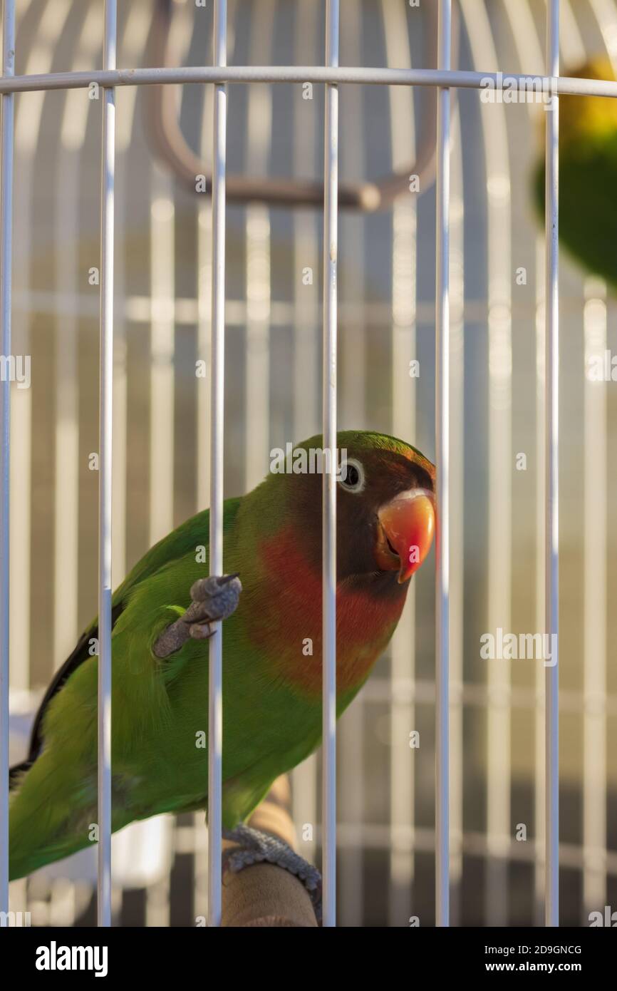 Closeup of a beautiful colorful parrot sitting in his cage with direct ...