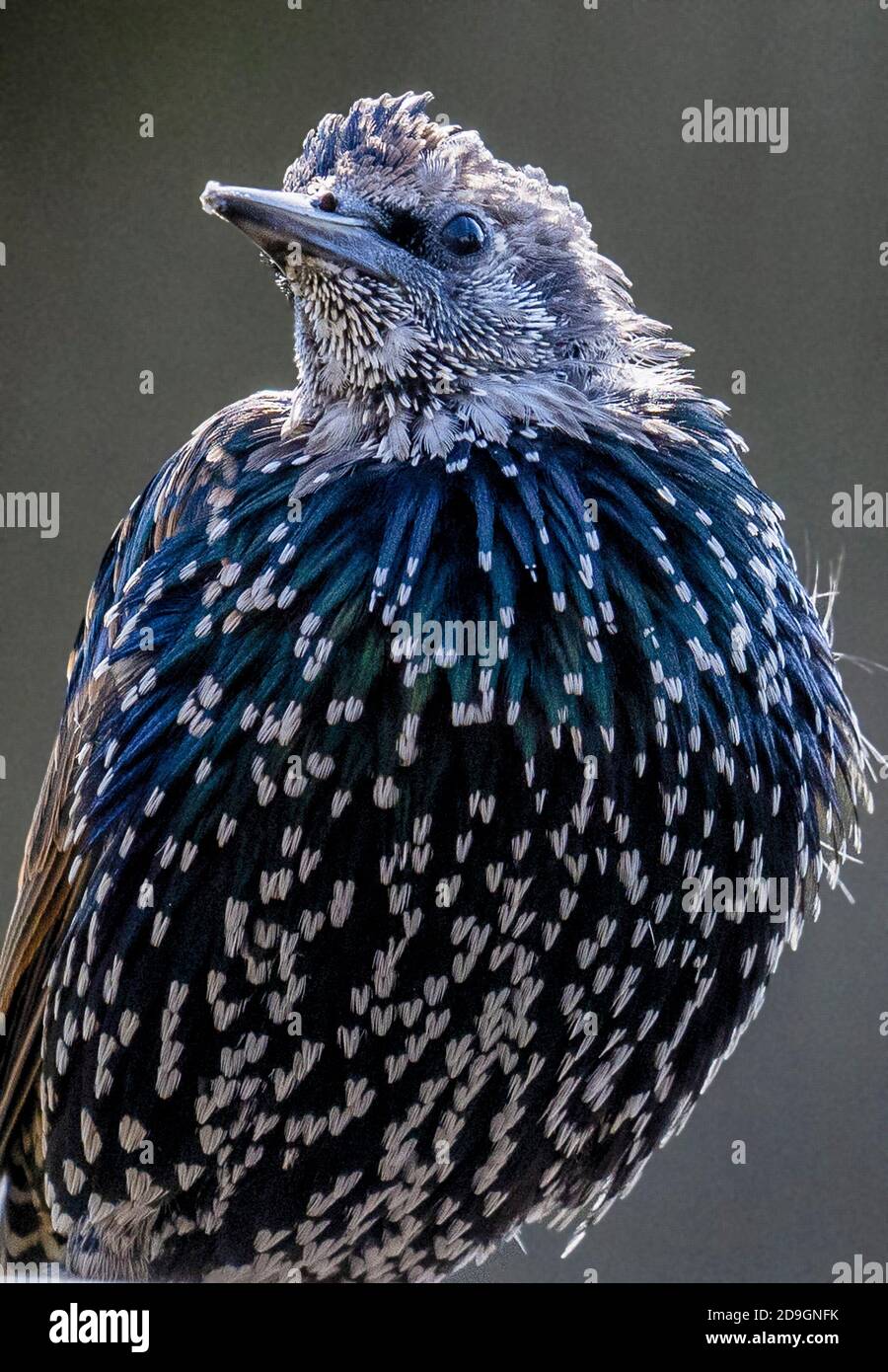 Puffed up starling on the backyard deck Stock Photo - Alamy