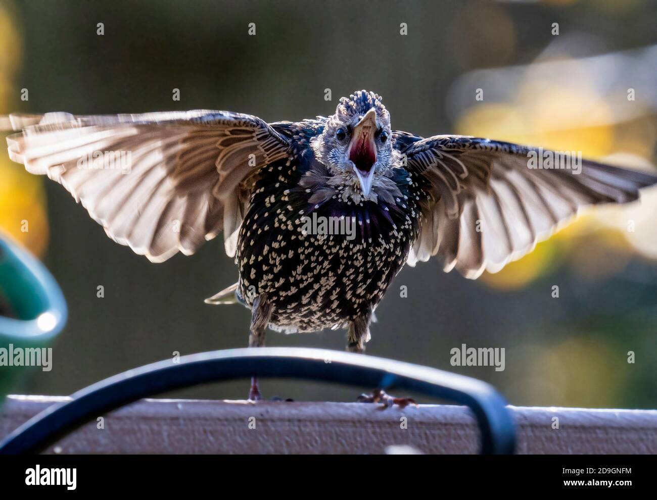 Puffed up starling on the backyard deck shrieking Stock Photo - Alamy