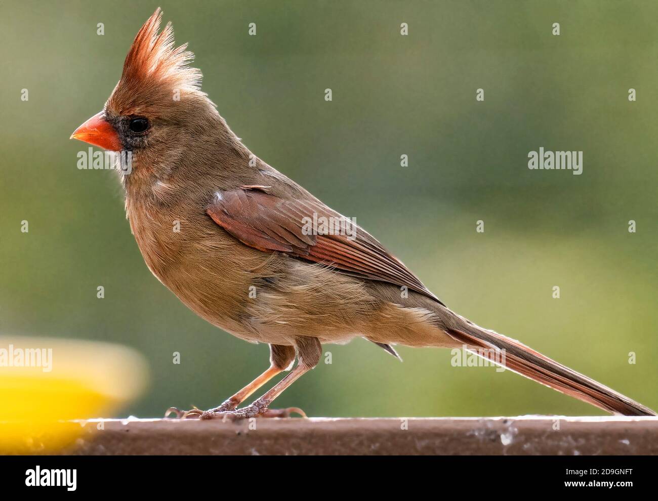Northern cardinal in profile on the deck Stock Photo - Alamy