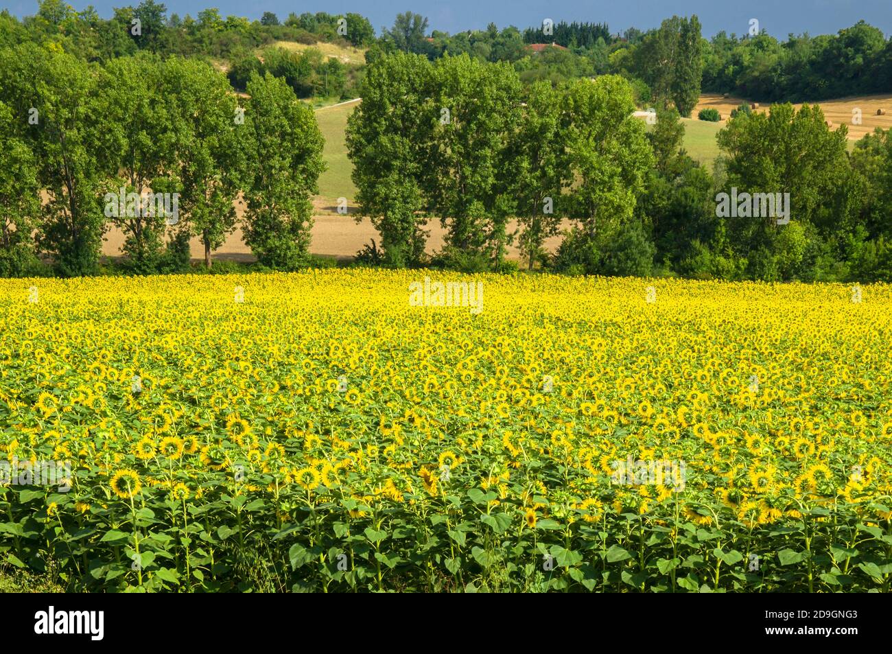 Beautiful shot vast sunflower hi-res stock photography and images - Alamy