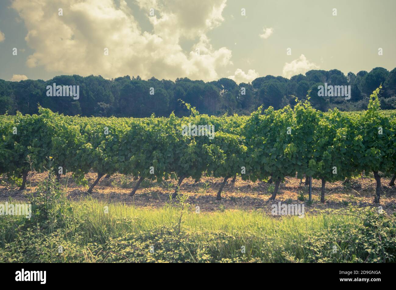 Beautiful vineyard scenery in the countryside Stock Photo - Alamy