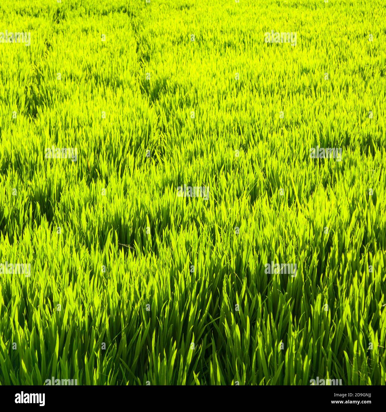 Vertical high angle shot of a rice plantation Stock Photo - Alamy