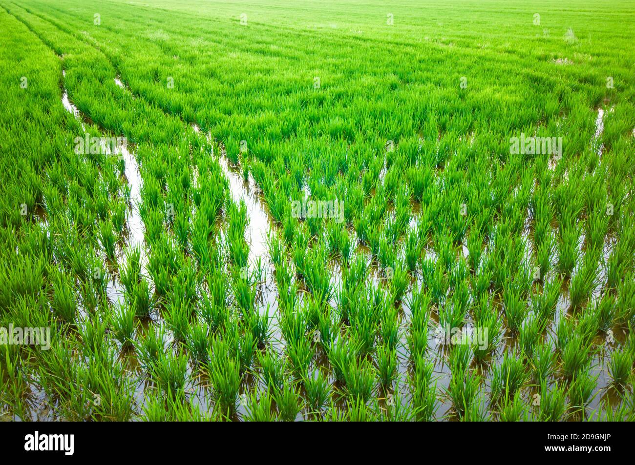 Rice plantations in a field Stock Photo - Alamy