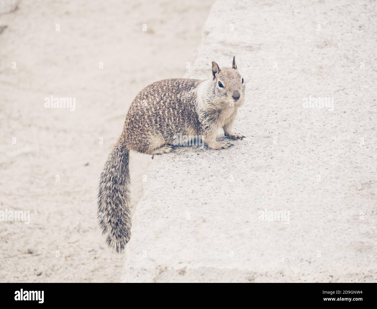Squirrel sitting on stones in Yosemite National Park, USA Stock Photo - Alamy