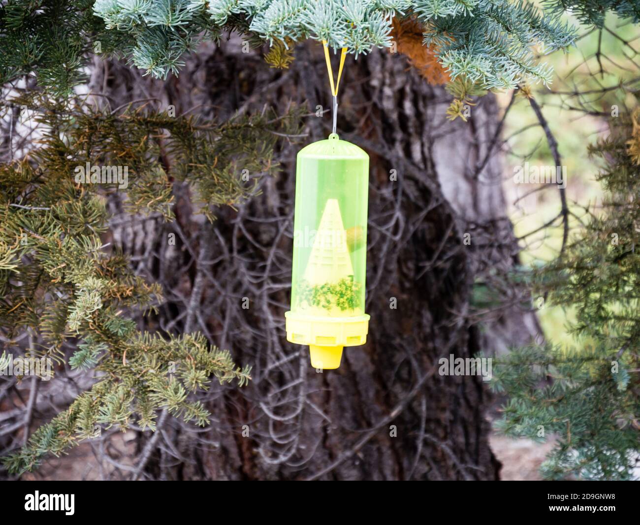 Hanging wasp trap hi-res stock photography and images - Alamy