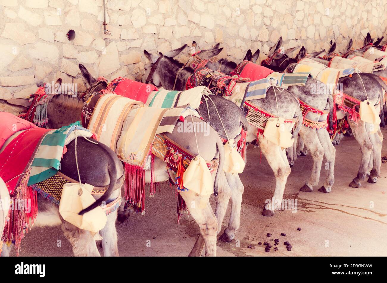 Donkey used transport in hi-res stock photography and images - Alamy
