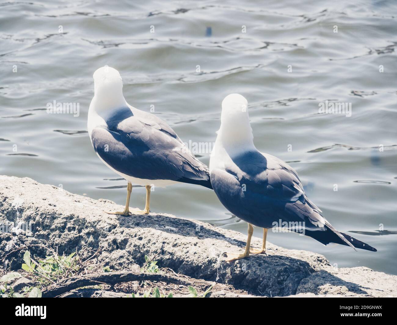 Closeup shot seagulls standing hi-res stock photography and images - Alamy