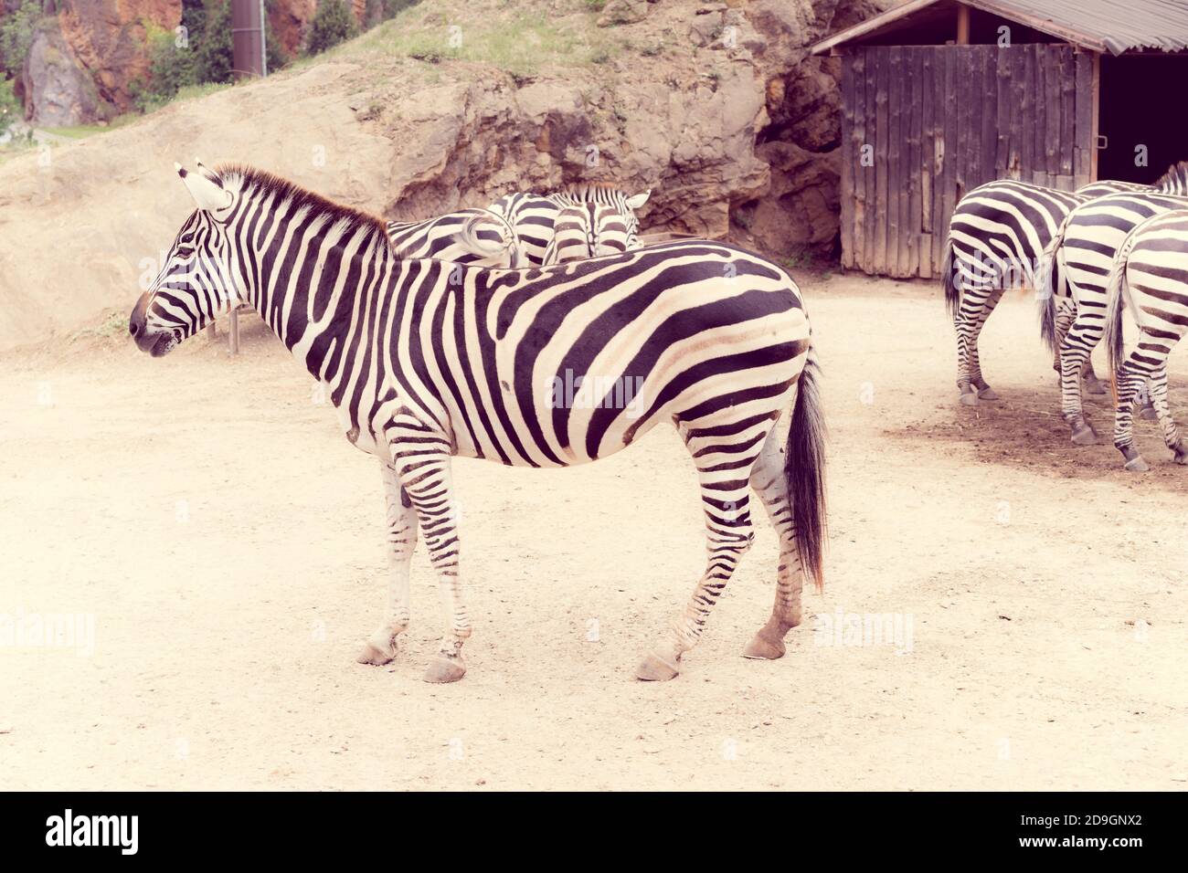 Zebras eating hay in zoo hi-res stock photography and images - Alamy