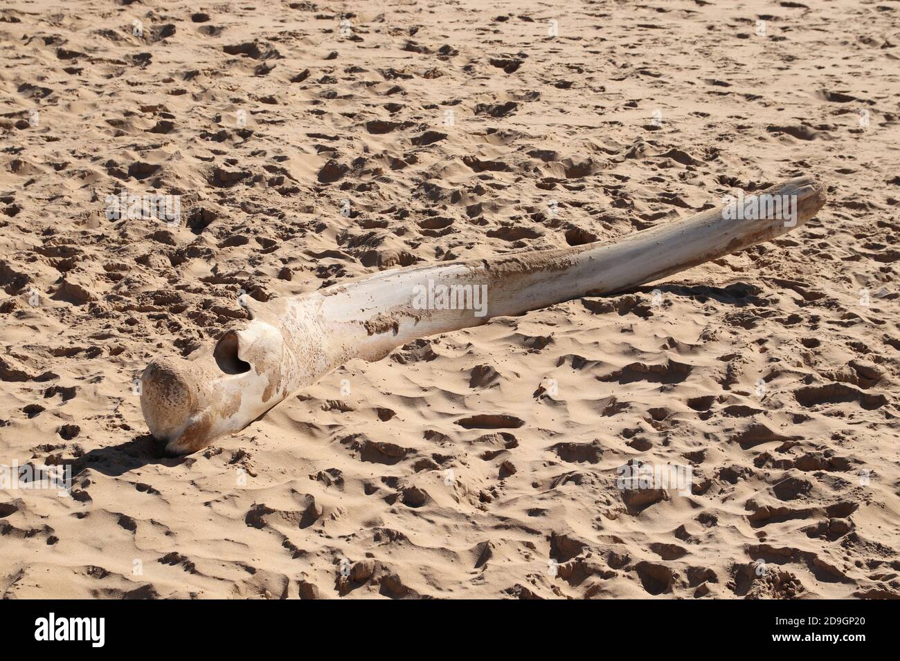 Whale bone africa desert hi-res stock photography and images - Alamy