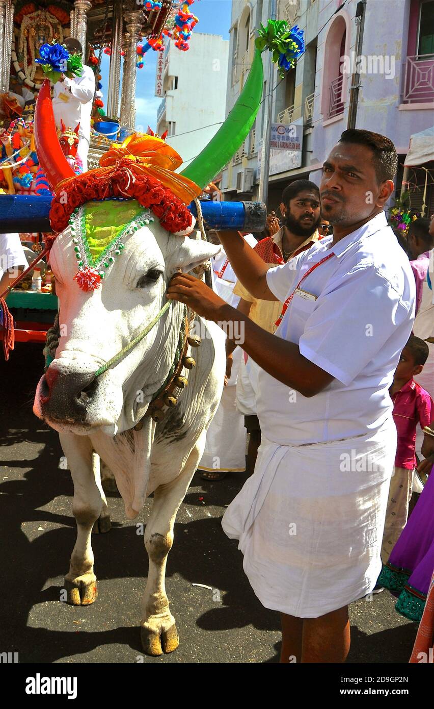 GEORGE TOWN, PENANG: 20th January 2019 - A white bull and it’s keeper ...