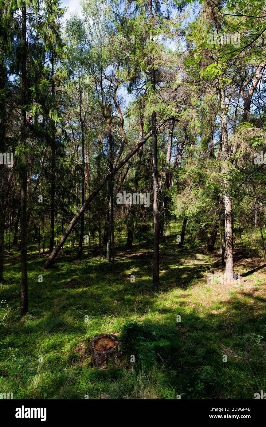 Dark leaved trees hi-res stock photography and images - Alamy