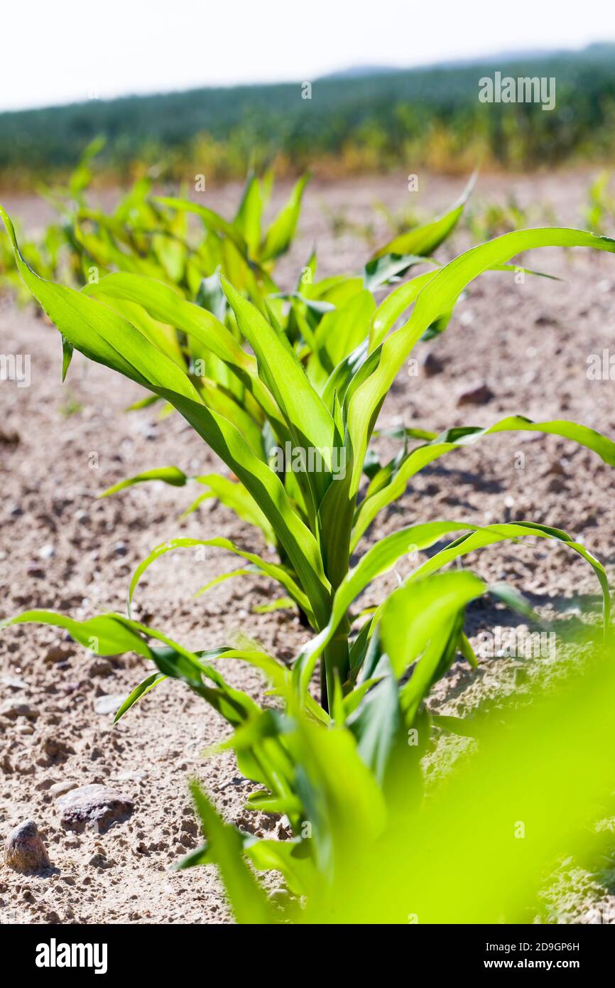Corn reproduction hi-res stock photography and images - Alamy