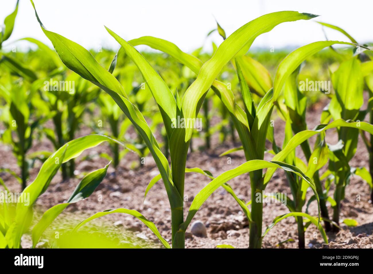 Corn reproduction hi-res stock photography and images - Alamy