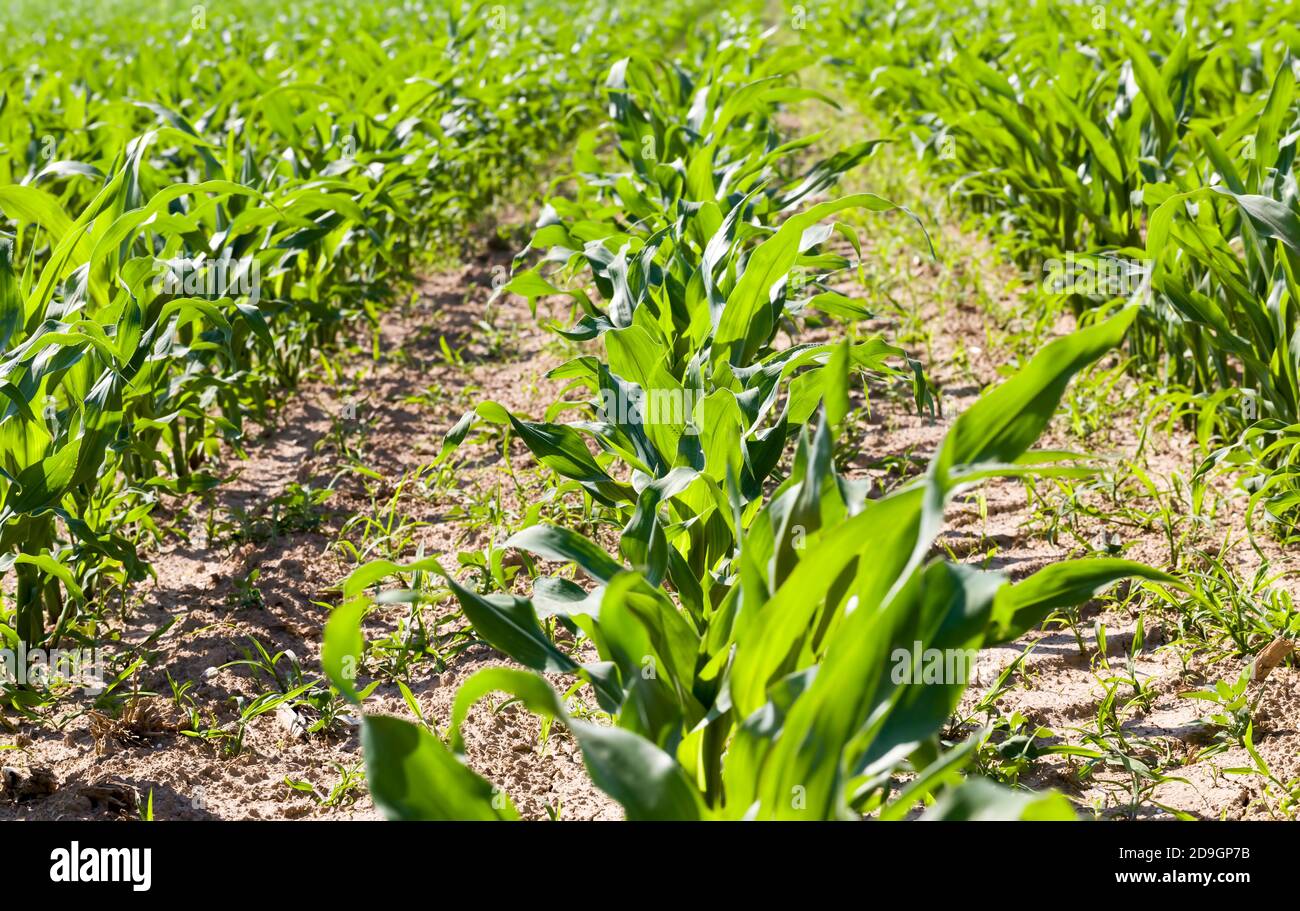 cultivation of sweet corn Stock Photo - Alamy