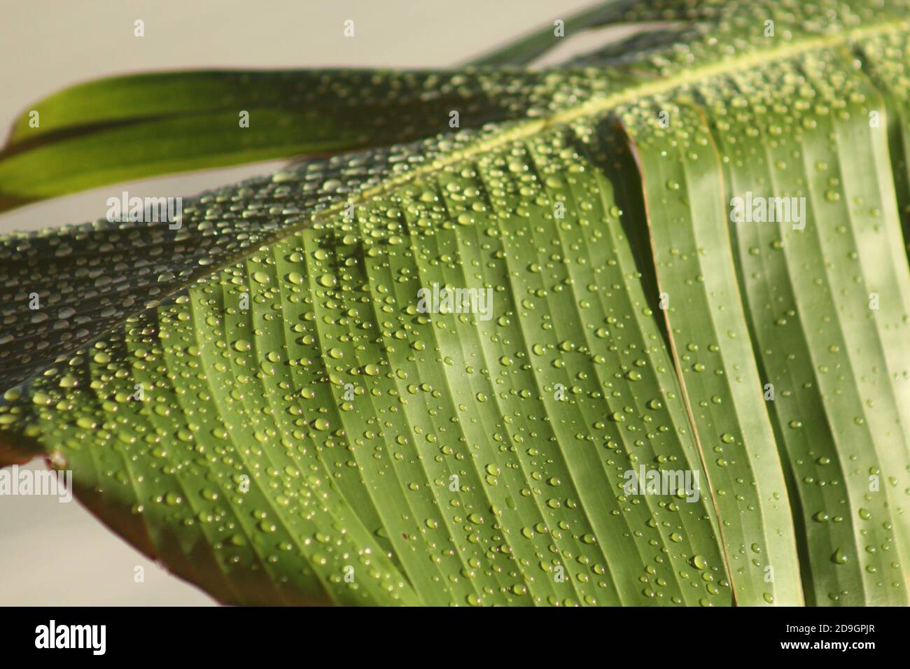 Banana Tree branch Stock Photo - Alamy