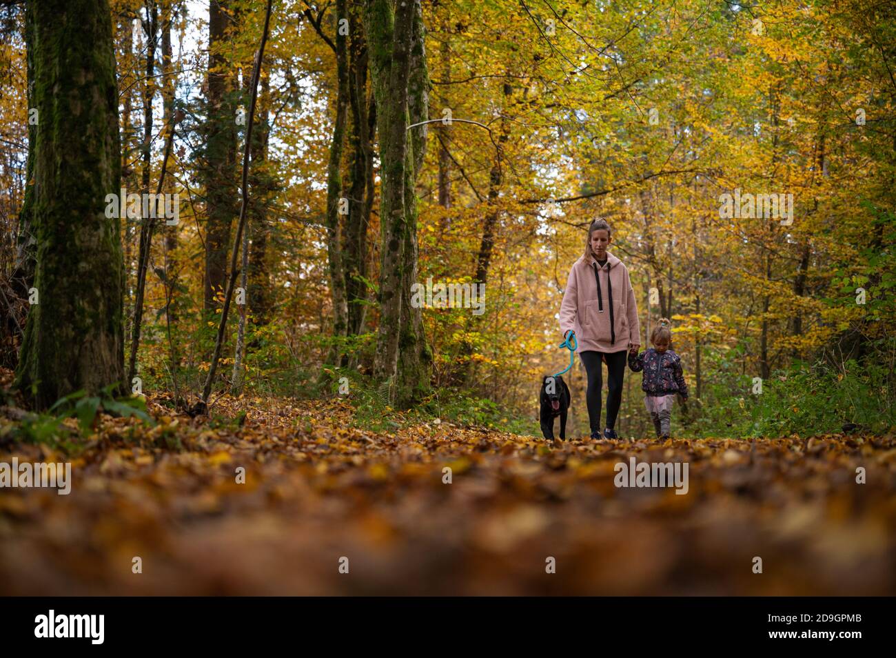 Mother and toddler daughter walking in beautiful autumn forest with ...