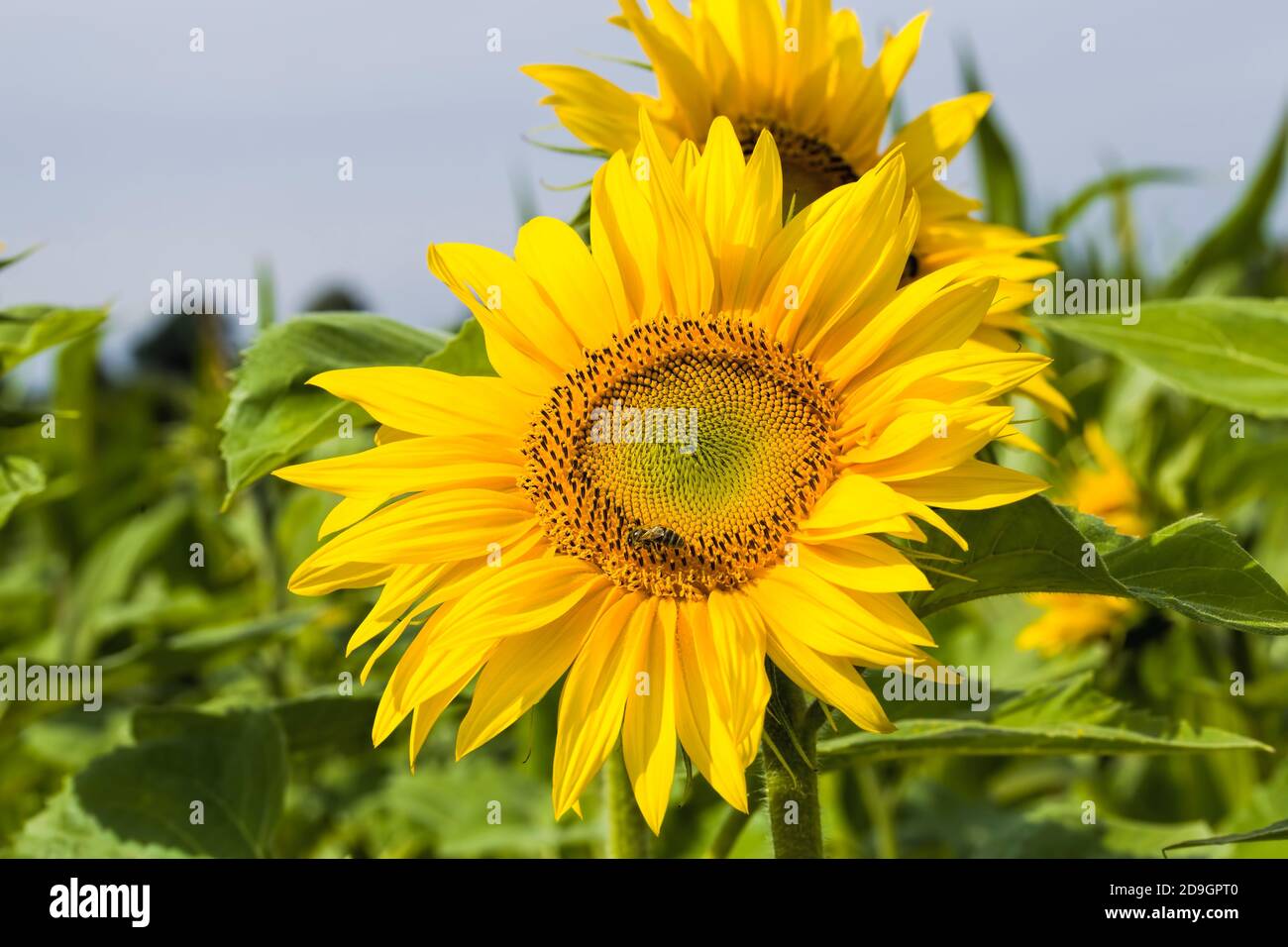 bright details of sunflower Stock Photo - Alamy