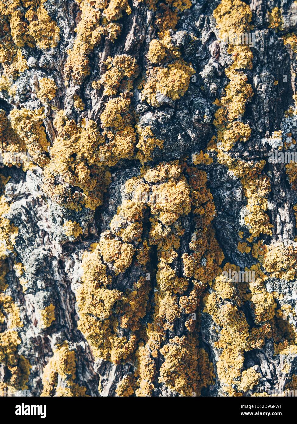Vertical tree trunk background with moss Stock Photo - Alamy
