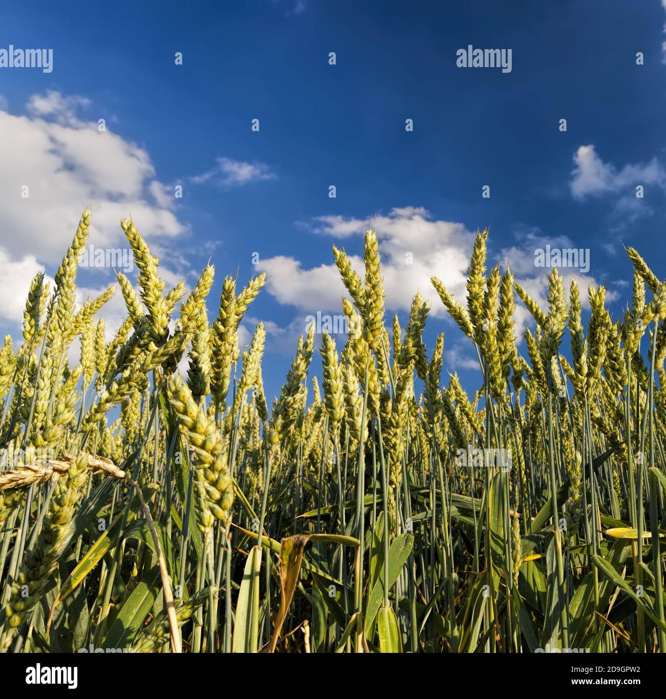 agricultural field in Europe Stock Photo - Alamy