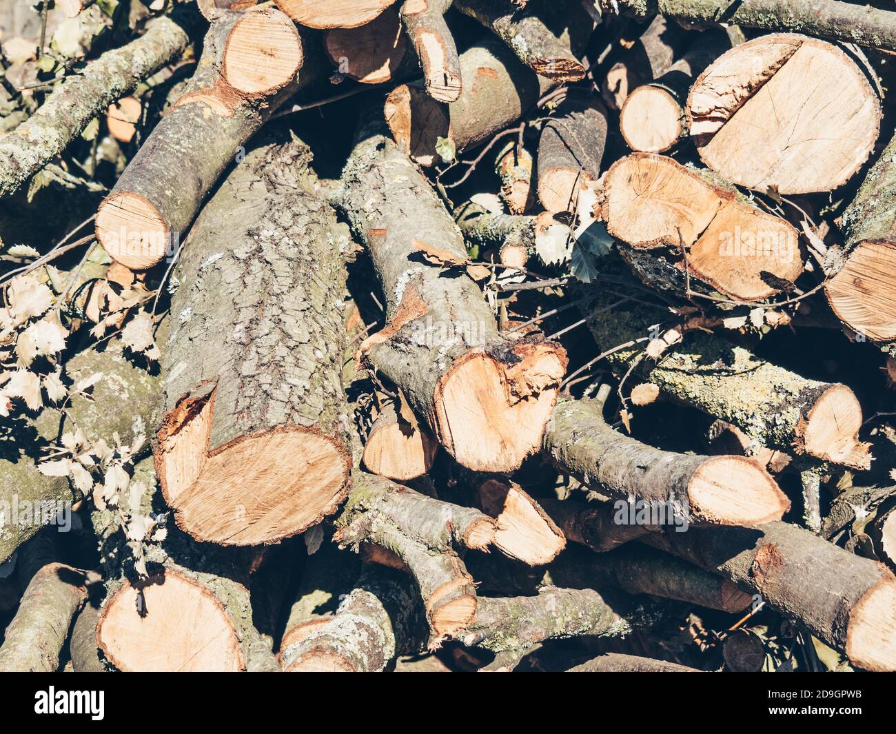 Closeup shot wooden log hi-res stock photography and images - Alamy