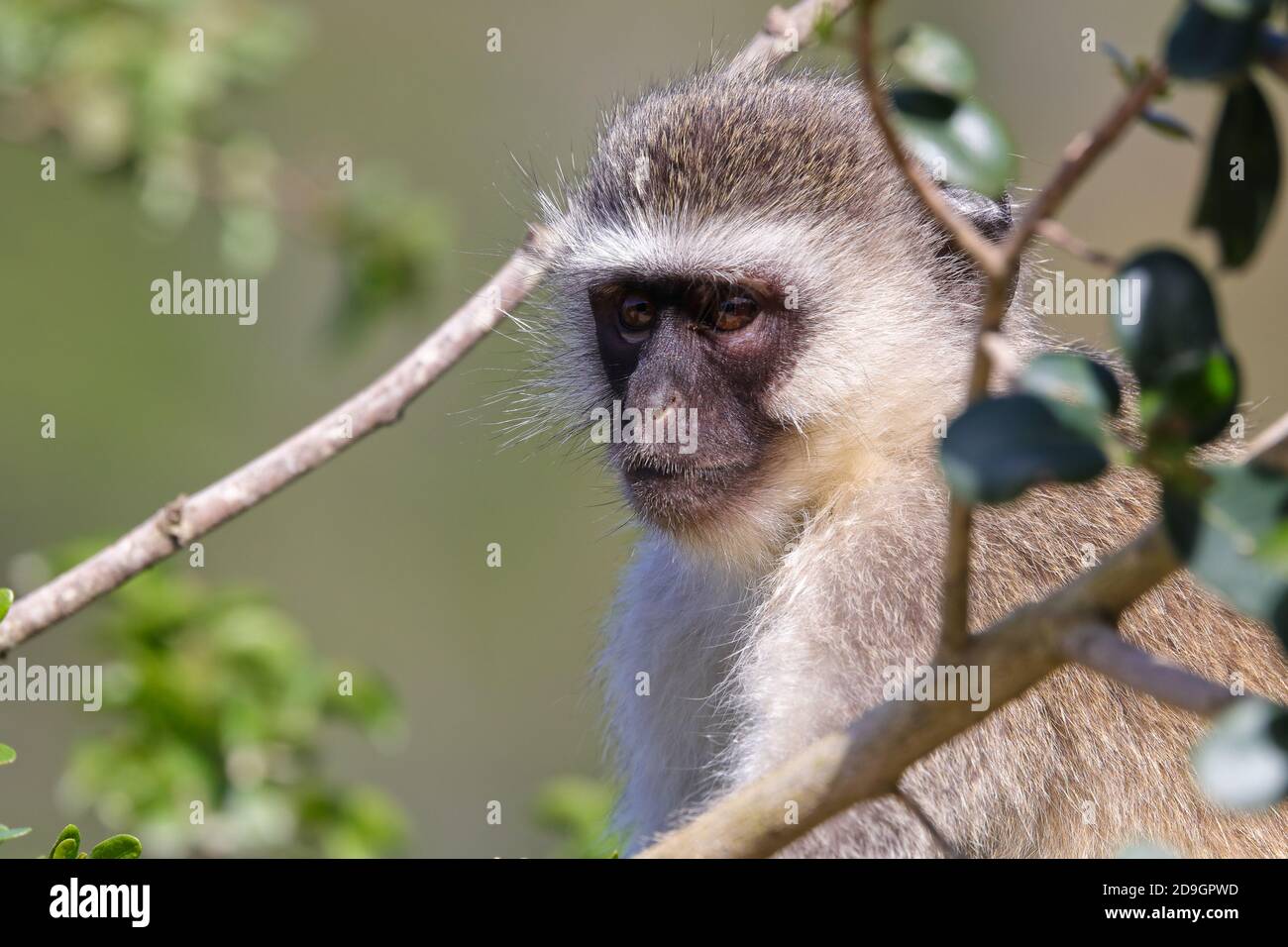 Vervet Monkey In Tree Looking (Chlorocebus pygerythrus Stock Photo - Alamy
