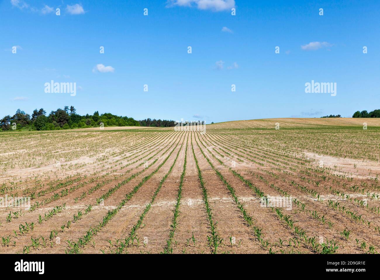 young corn sprouts in the spring season Stock Photo - Alamy