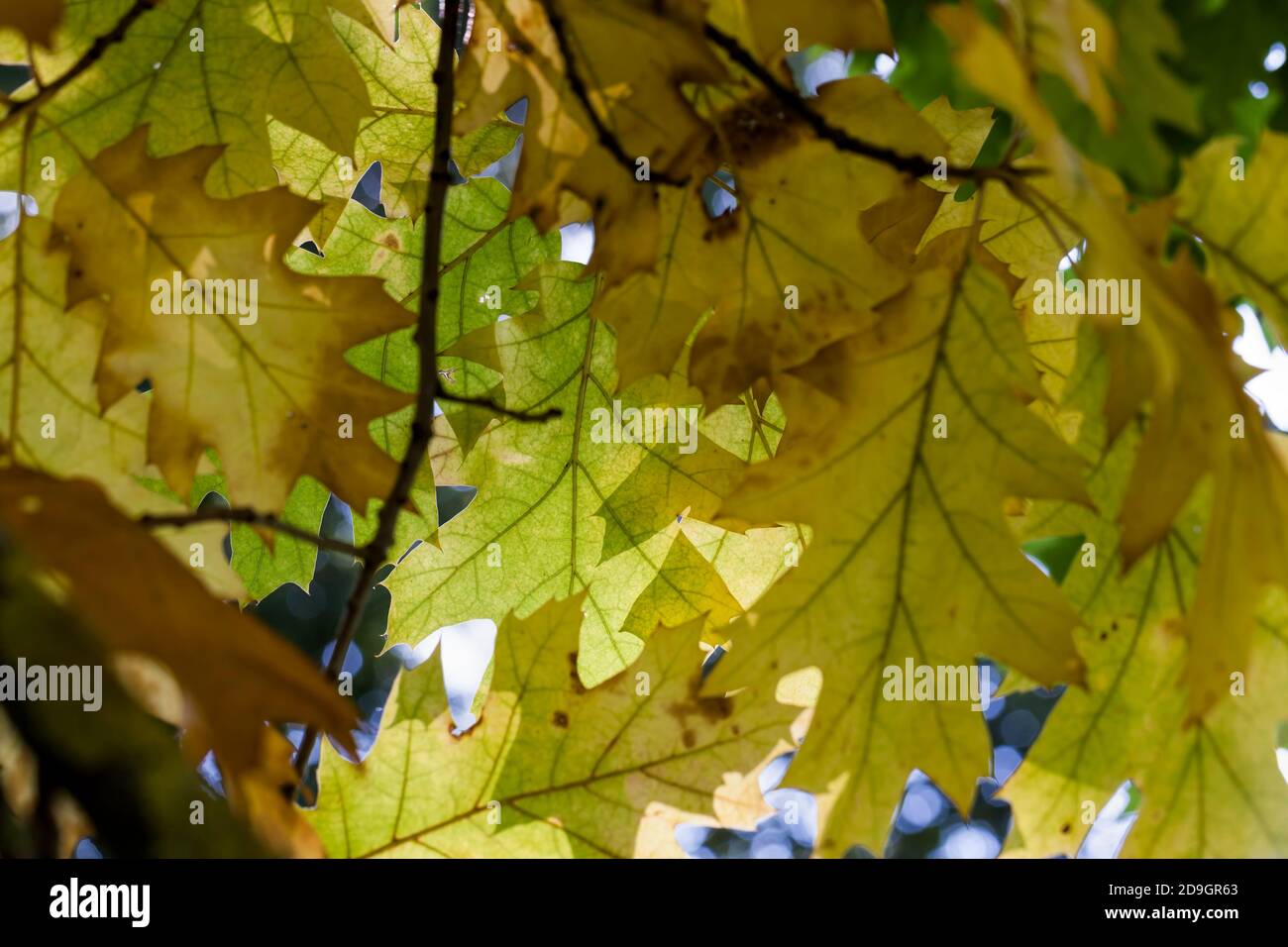 oak forest autumn Stock Photo - Alamy