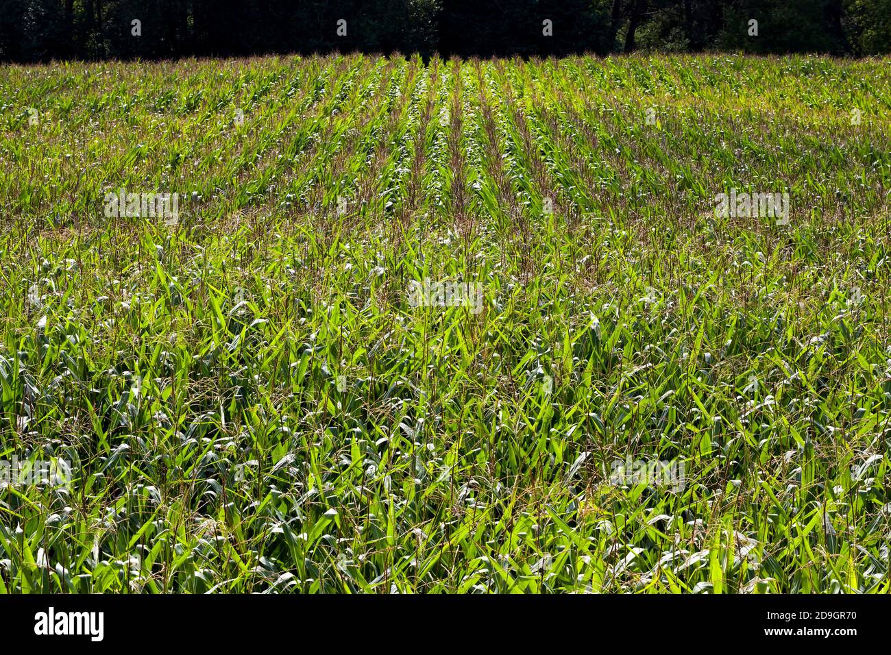 a sunlit agricultural field with green sweet corn Stock Photo - Alamy