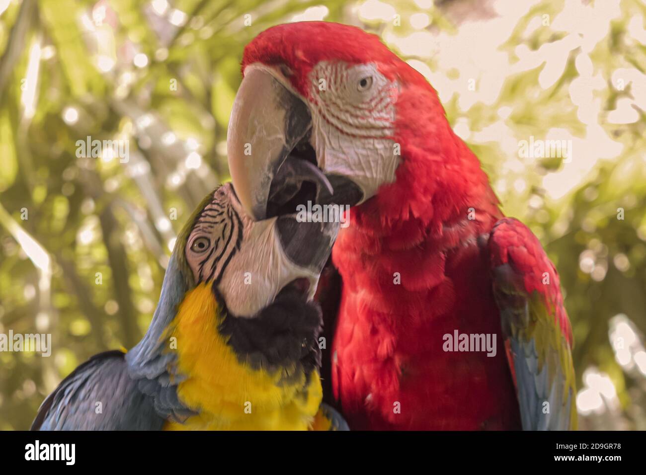 Colorfull parrots in the jungle, Indonesia, Ubud, Bali 2019 Stock Photo ...