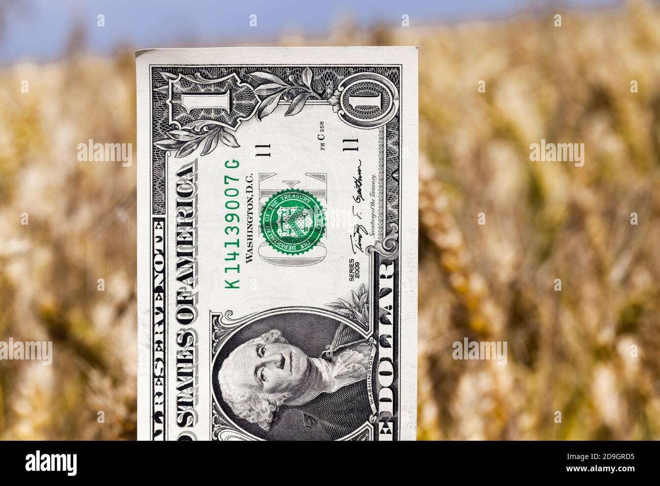 green and yellow oats Stock Photo - Alamy