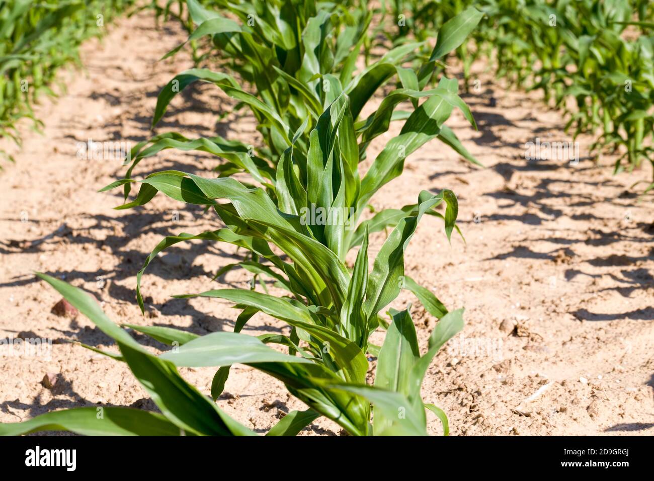 green sweet corn Stock Photo - Alamy