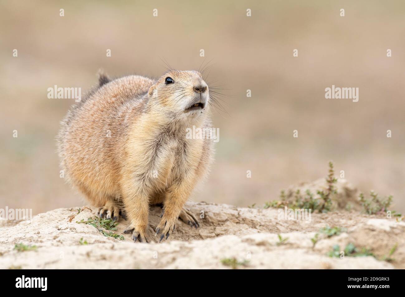 Black tailed prairie dog alarm hi-res stock photography and images - Alamy