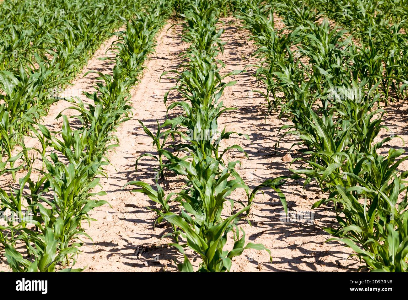 Long sprouts hi-res stock photography and images - Alamy
