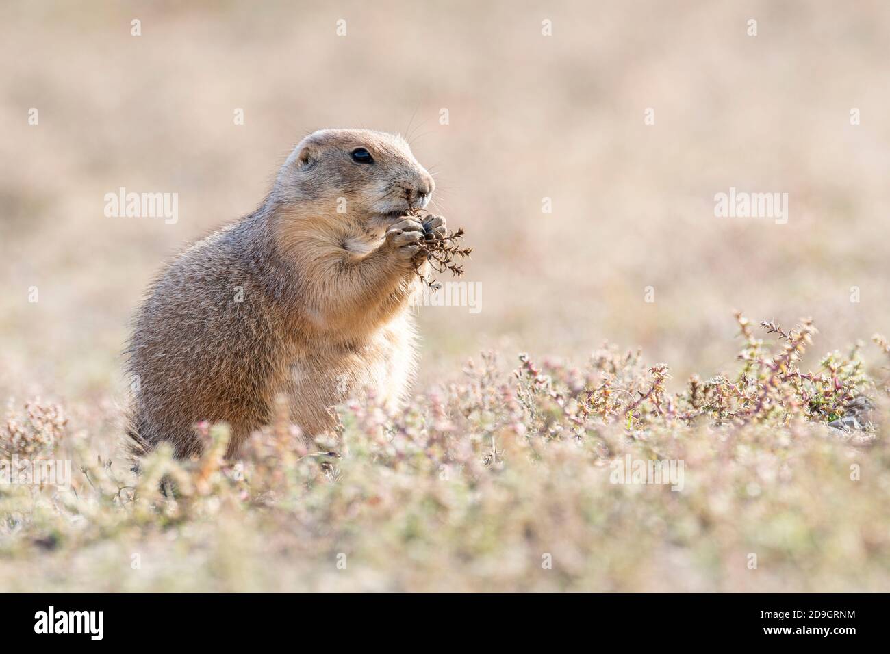 Russian thistle closeup hi-res stock photography and images - Alamy