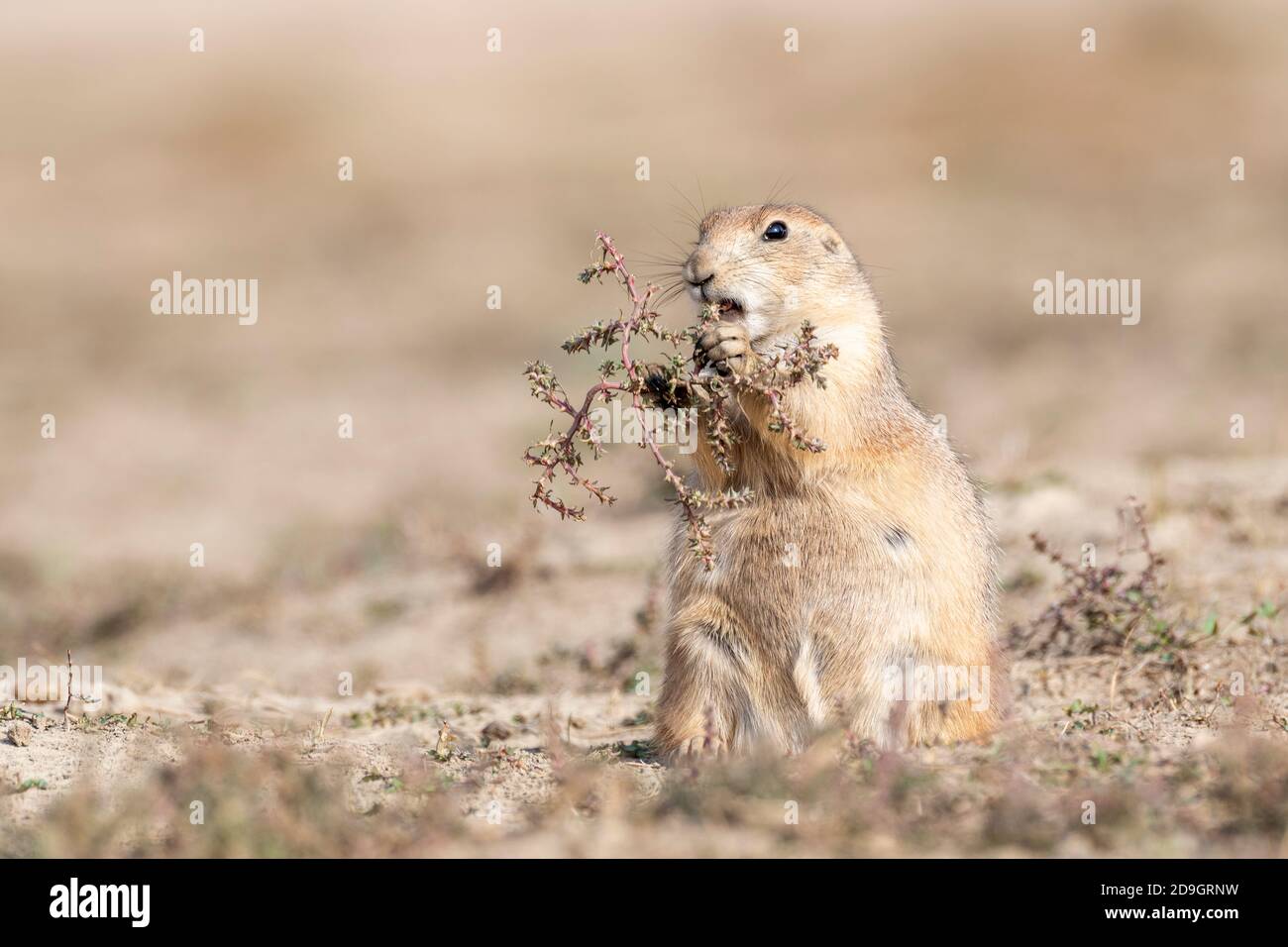 Russian thistle closeup hi-res stock photography and images - Alamy