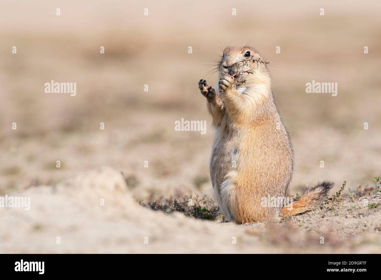 Black-tailed prairie dog (Cynomys ludovicianus) eating Russian thistle ...