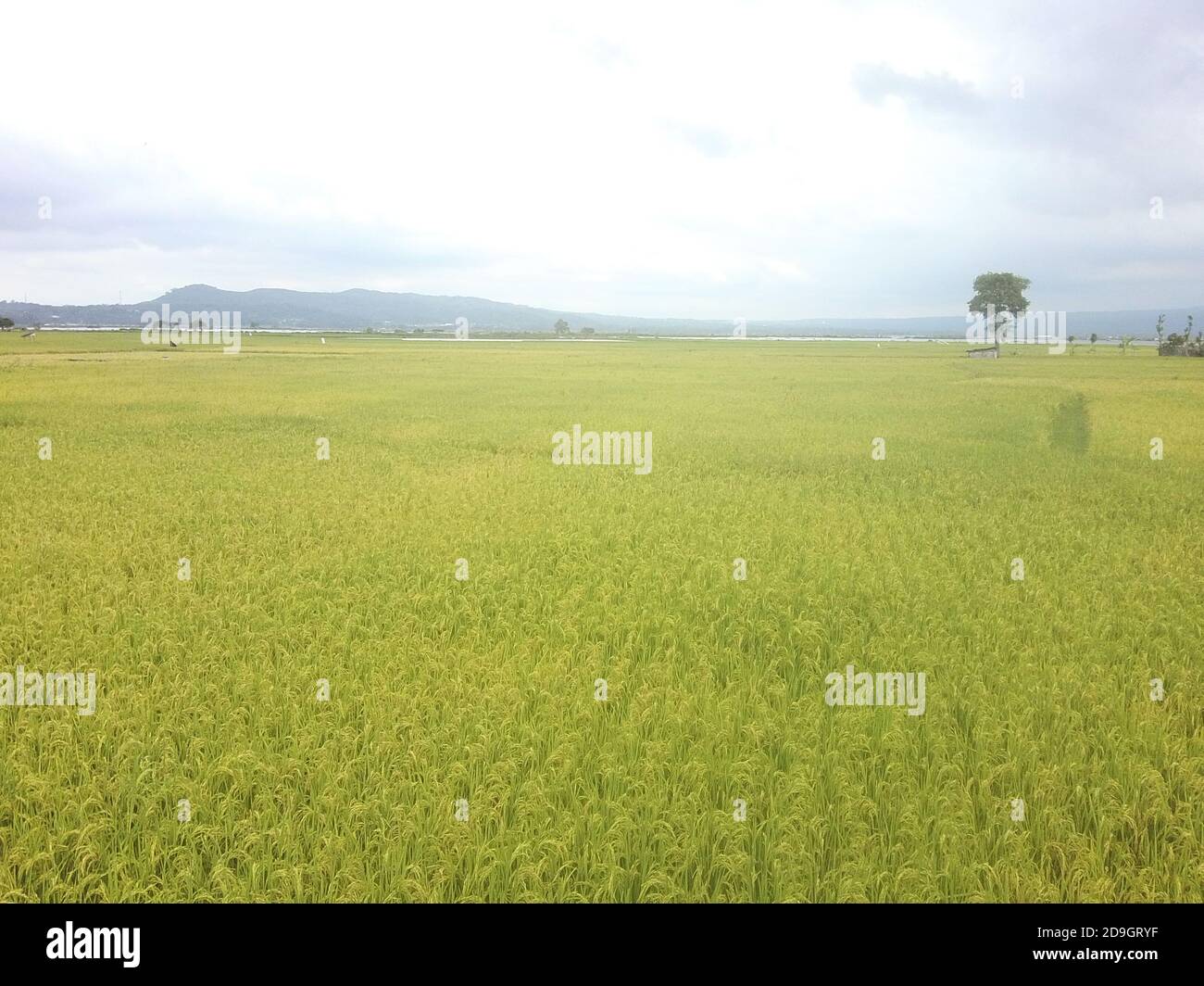 Landscape of a farm field covered in greenery and fog under a cloudy ...