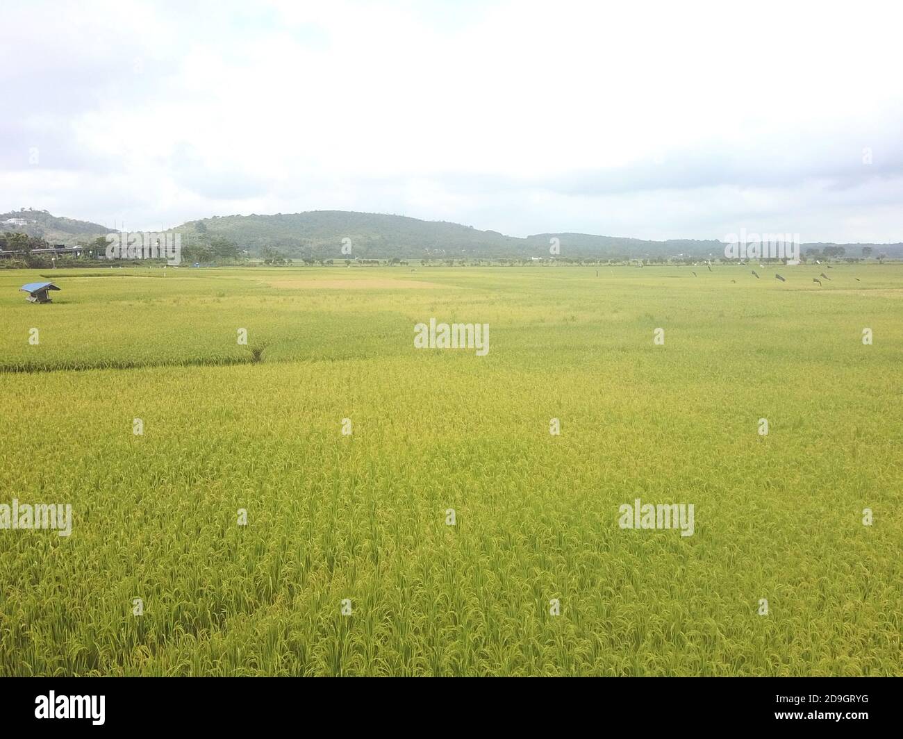 Landscape of a farm field covered in greenery and fog under a cloudy ...