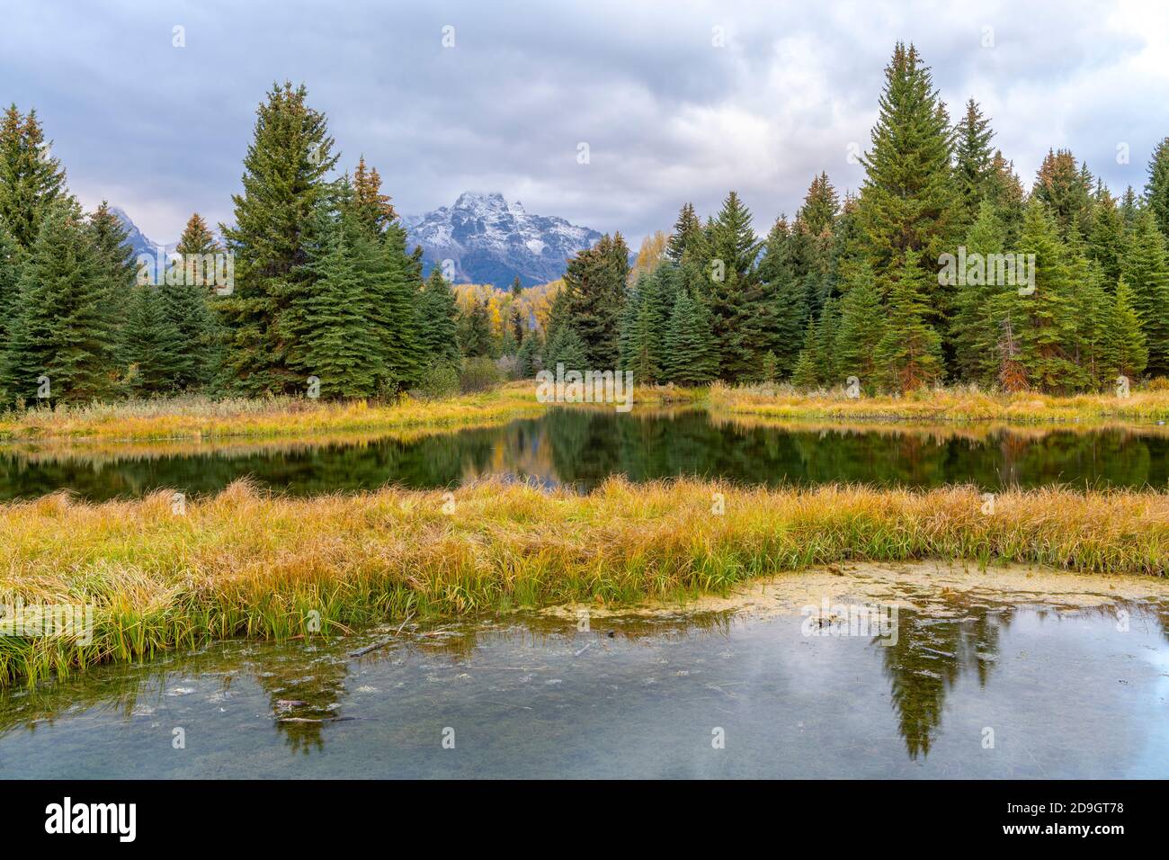 Conifers coniferous trees hi-res stock photography and images - Alamy