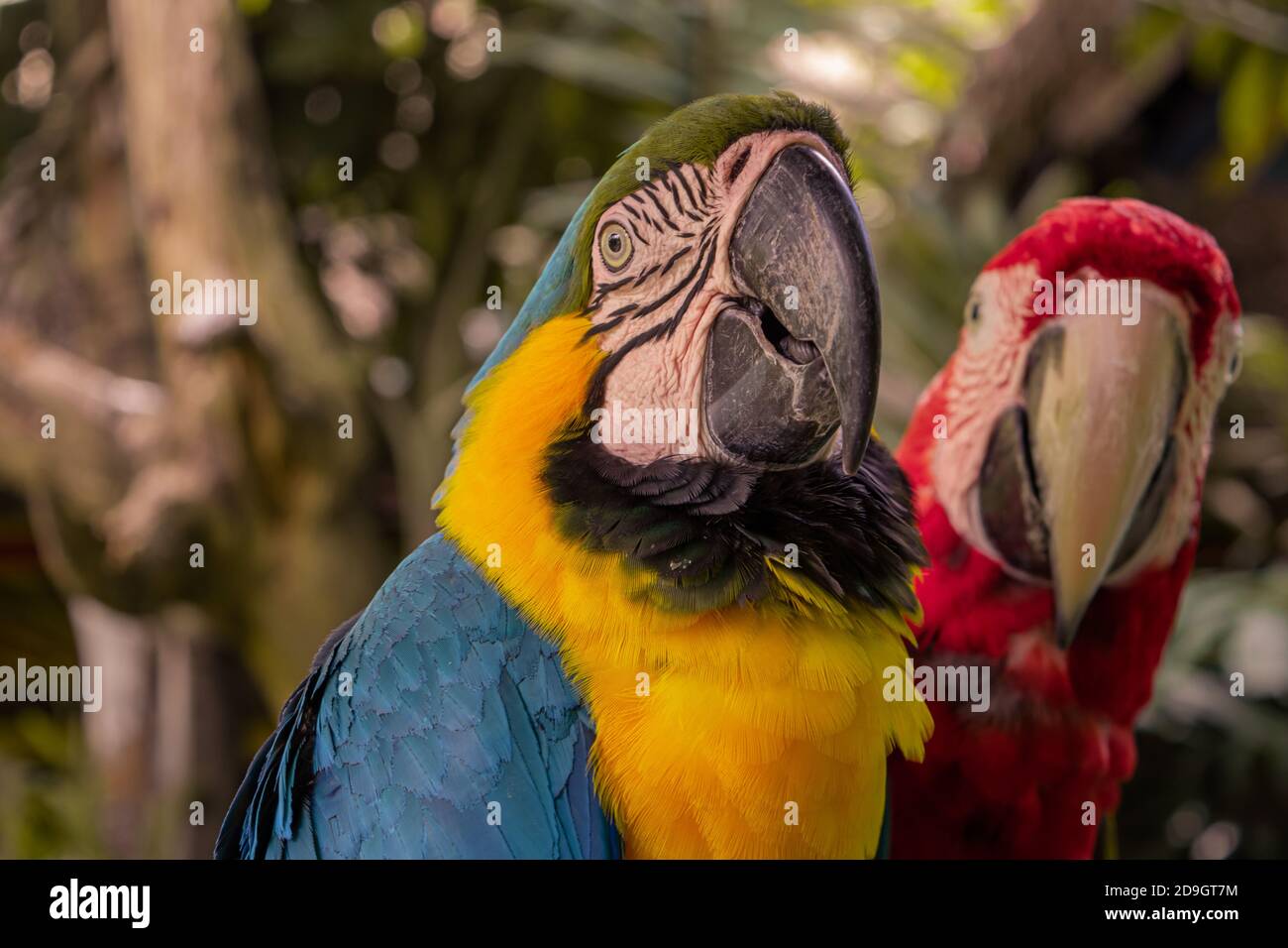 Colorfull parrots in the jungle, Indonesia, Ubud, Bali 2019 Stock Photo ...