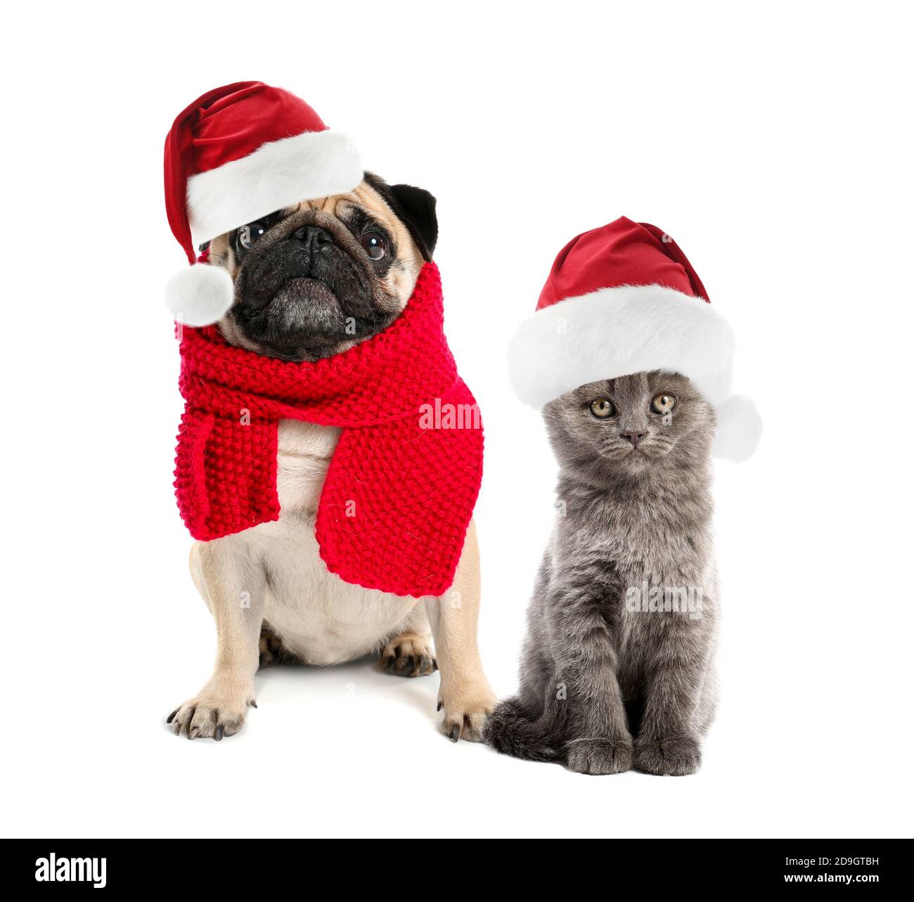 Cute dog and cat in Santa hats on white background Stock Photo - Alamy